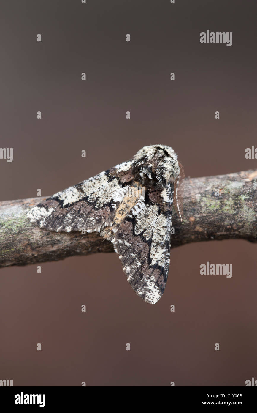 Oak beauty moth hi-res stock photography and images - Alamy