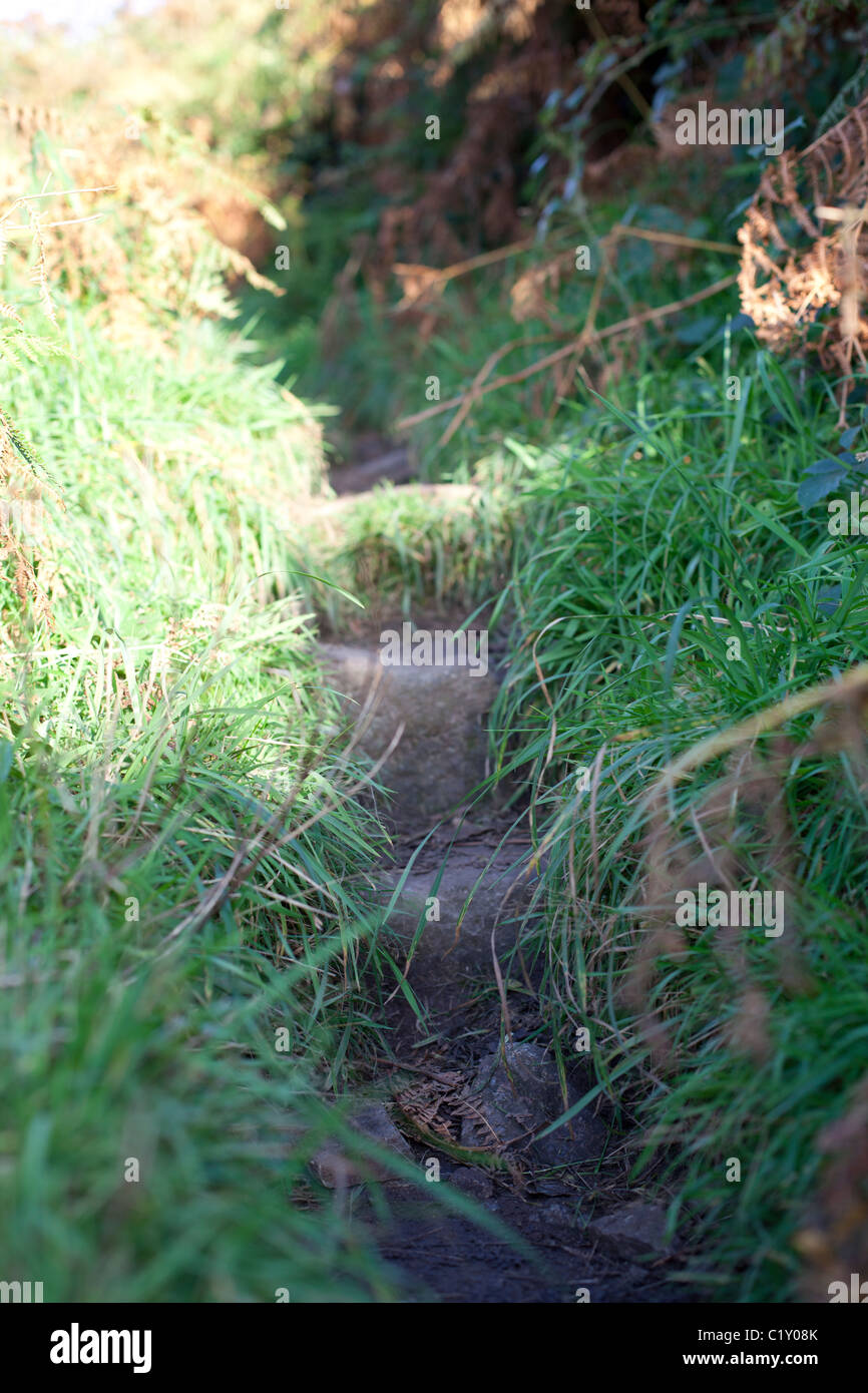 Stone steps set in footpath in Cornish countryside Stock Photo - Alamy