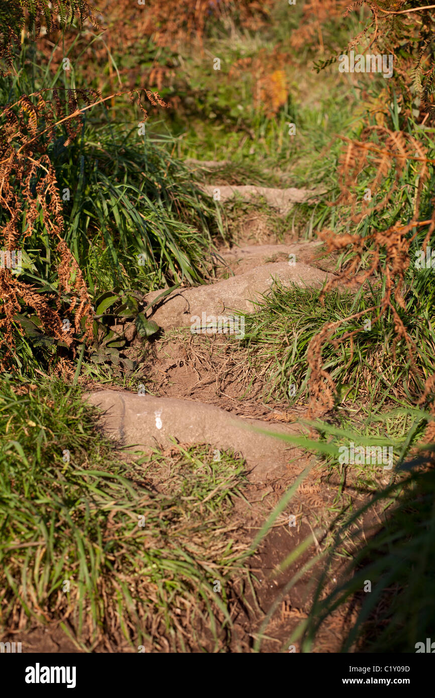 Stone steps set in footpath in Cornish countryside Stock Photo - Alamy