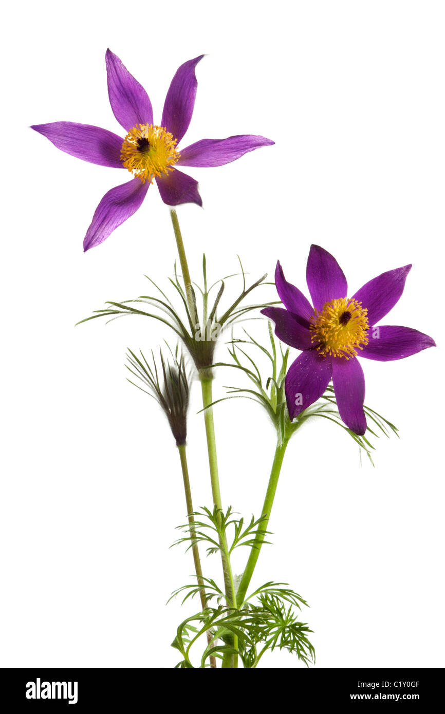 Pulsatilla vulgaris, Pasque flower isolated on white background Stock ...