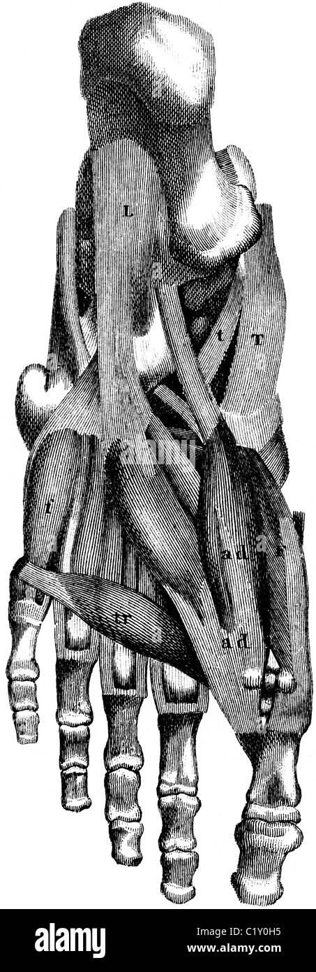 Anatomical skeleton illustration from Black and White Stock Photos ...