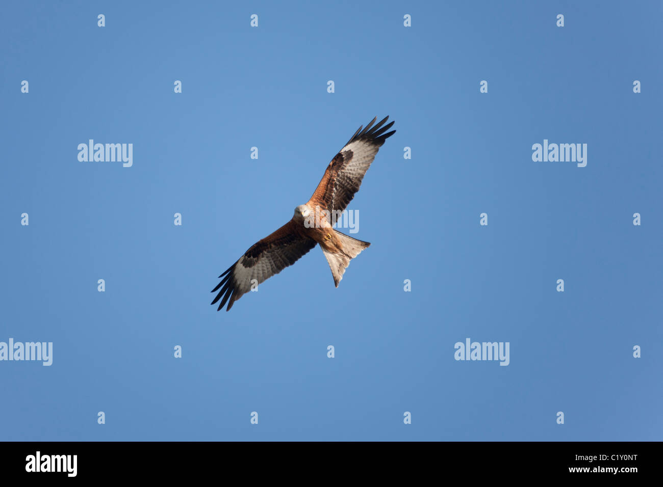 Red Kite Milvus milvus adult in flight Stock Photo - Alamy