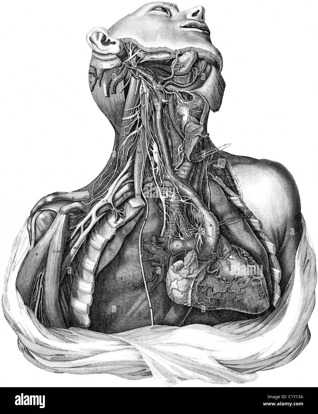 Thorax drawing hi-res stock photography and images - Alamy