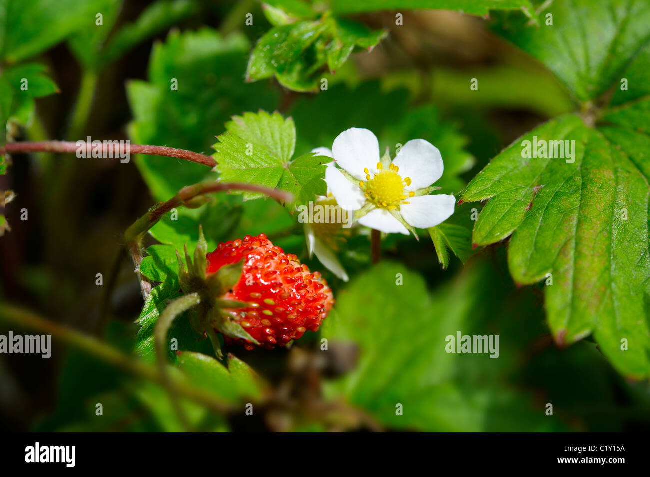 Fresh natural wild strawberry hi-res stock photography and images - Alamy