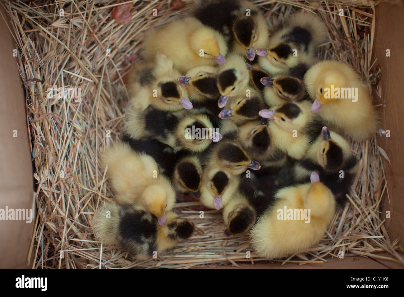 Market chicks hi-res stock photography and images - Alamy
