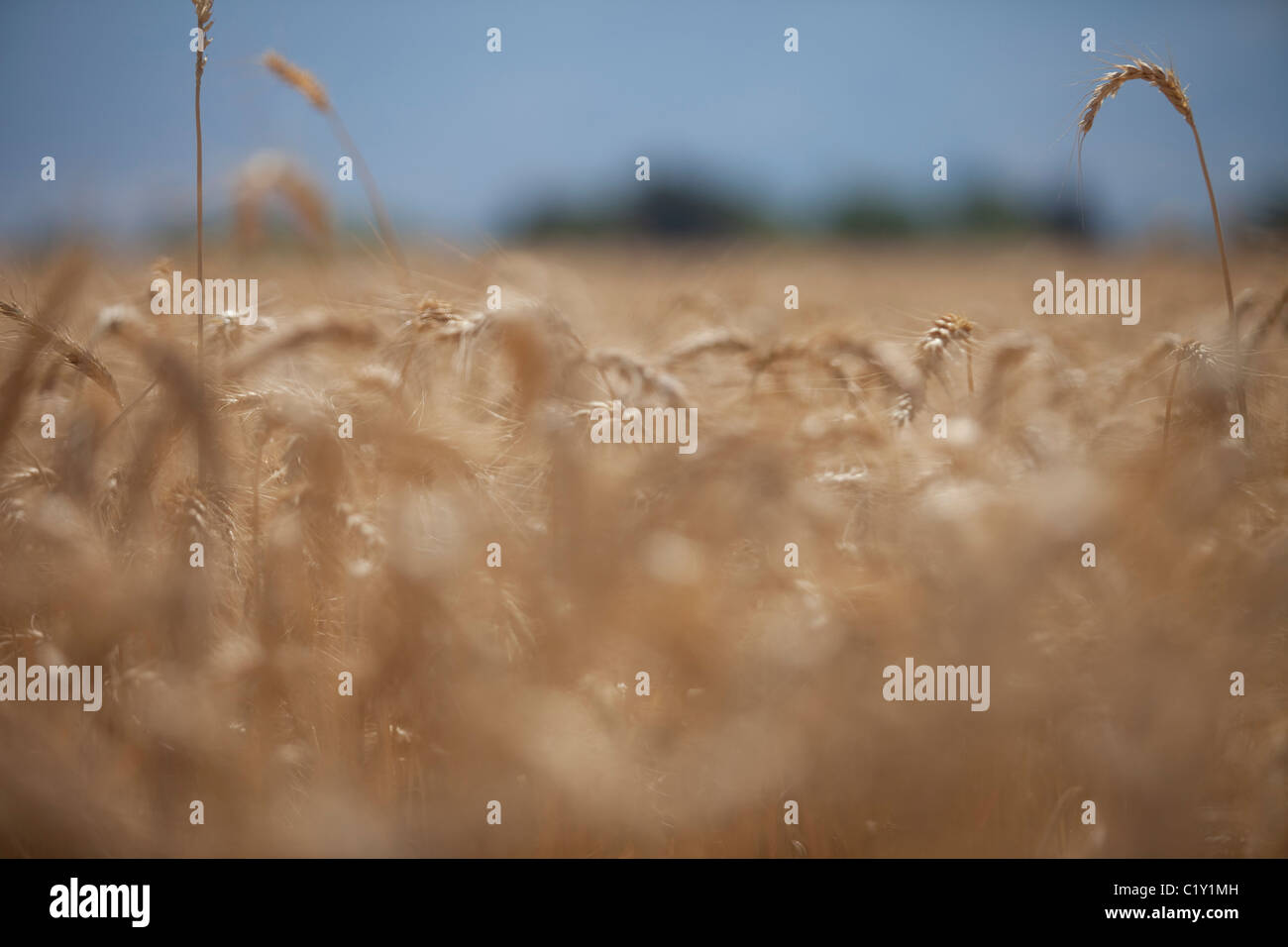 Field of wheat,. Israel Stock Photo - Alamy