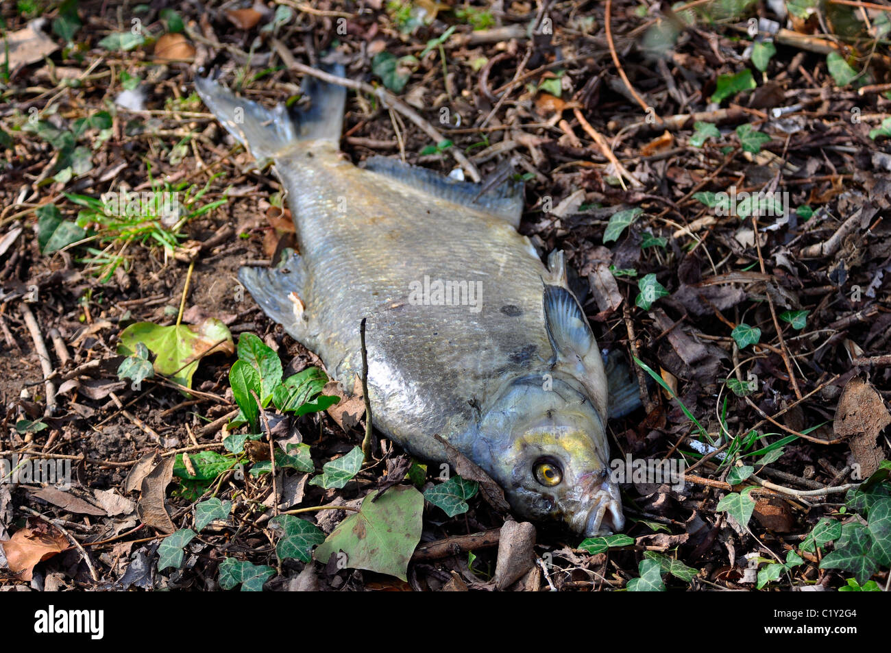 Angler with a bream hi-res stock photography and images - Alamy
