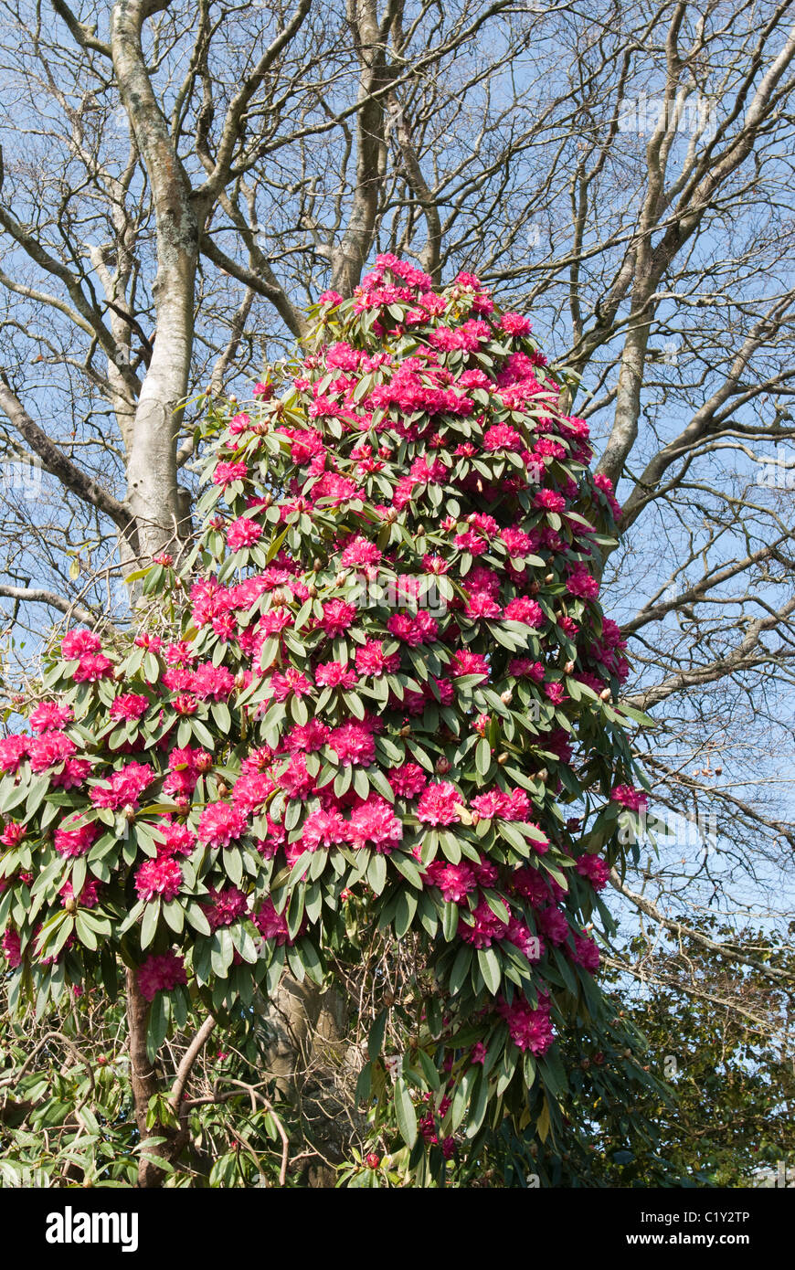 Rhododendron in bloom hi-res stock photography and images - Alamy