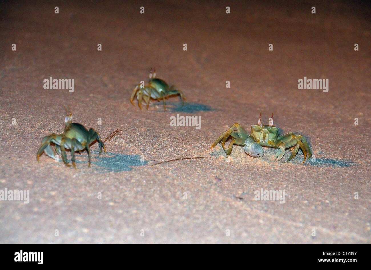 Horned ghost crab hi-res stock photography and images - Alamy