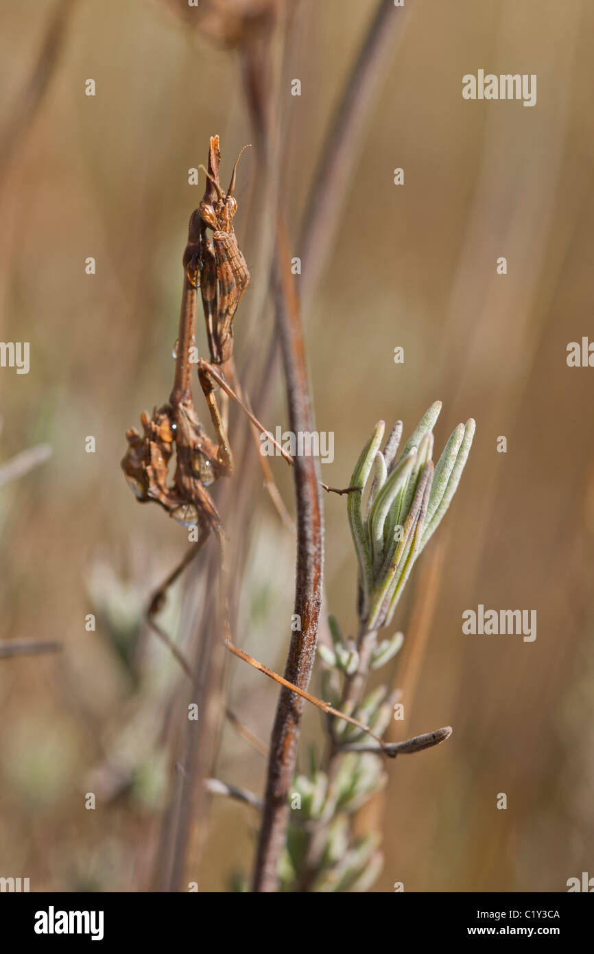 Young Cone-head Mantis (Empusa pennata Stock Photo - Alamy