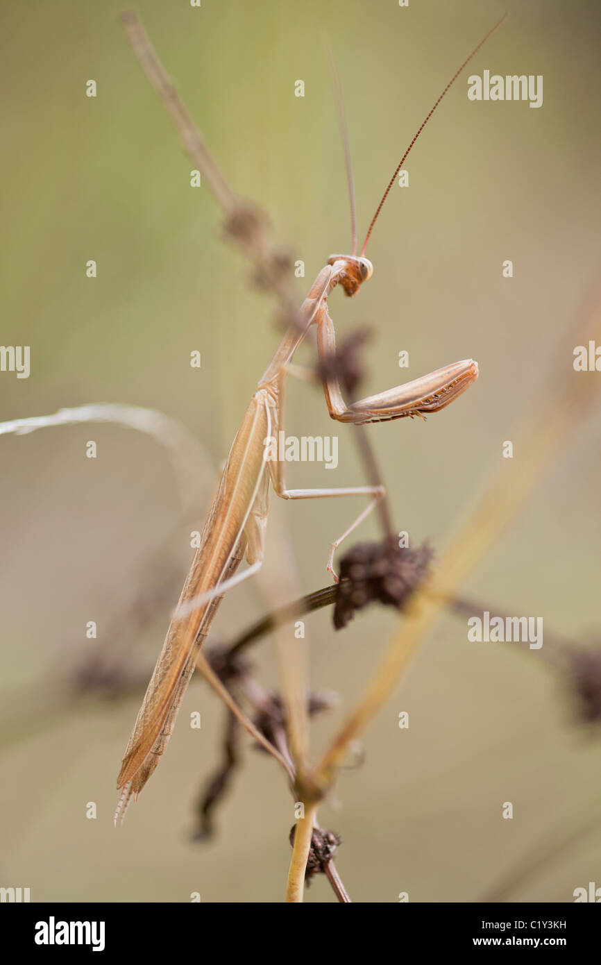 Praying mantis (Mantis religiosa), Northern Spain Stock Photo - Alamy