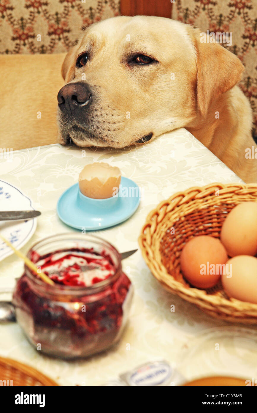 bad habit - Labrador Retriever dog at table Stock Photo - Alamy