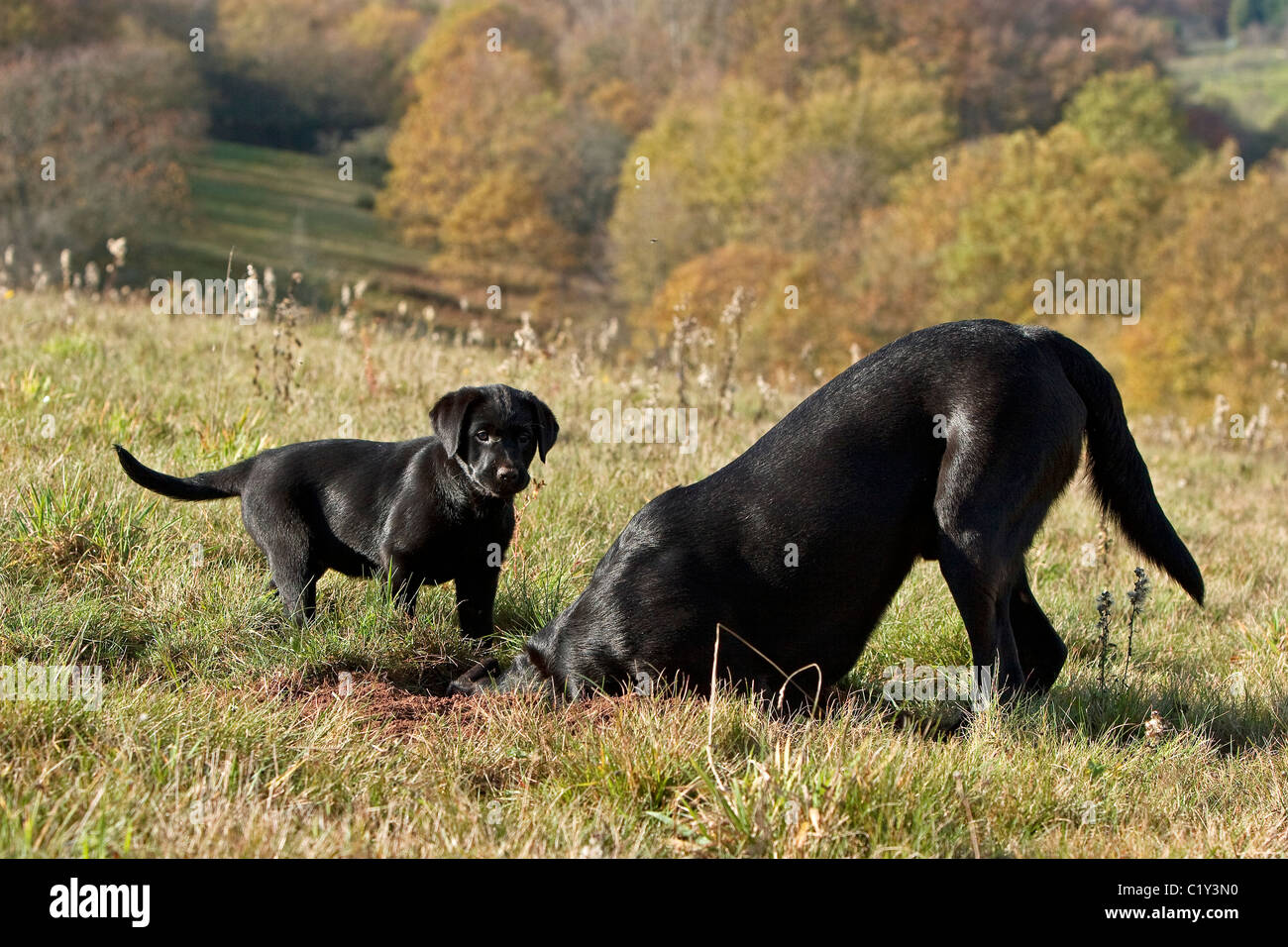 Labrador Retriever dog and puppy on meadow - digging a hole Stock Photo ...