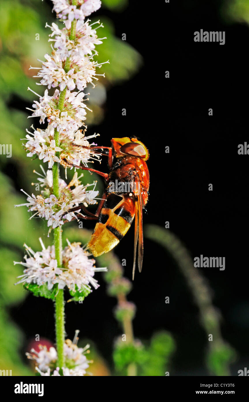 Hornet Mimic Hoverfly (Volucella zonaria), adult on a flower Stock ...