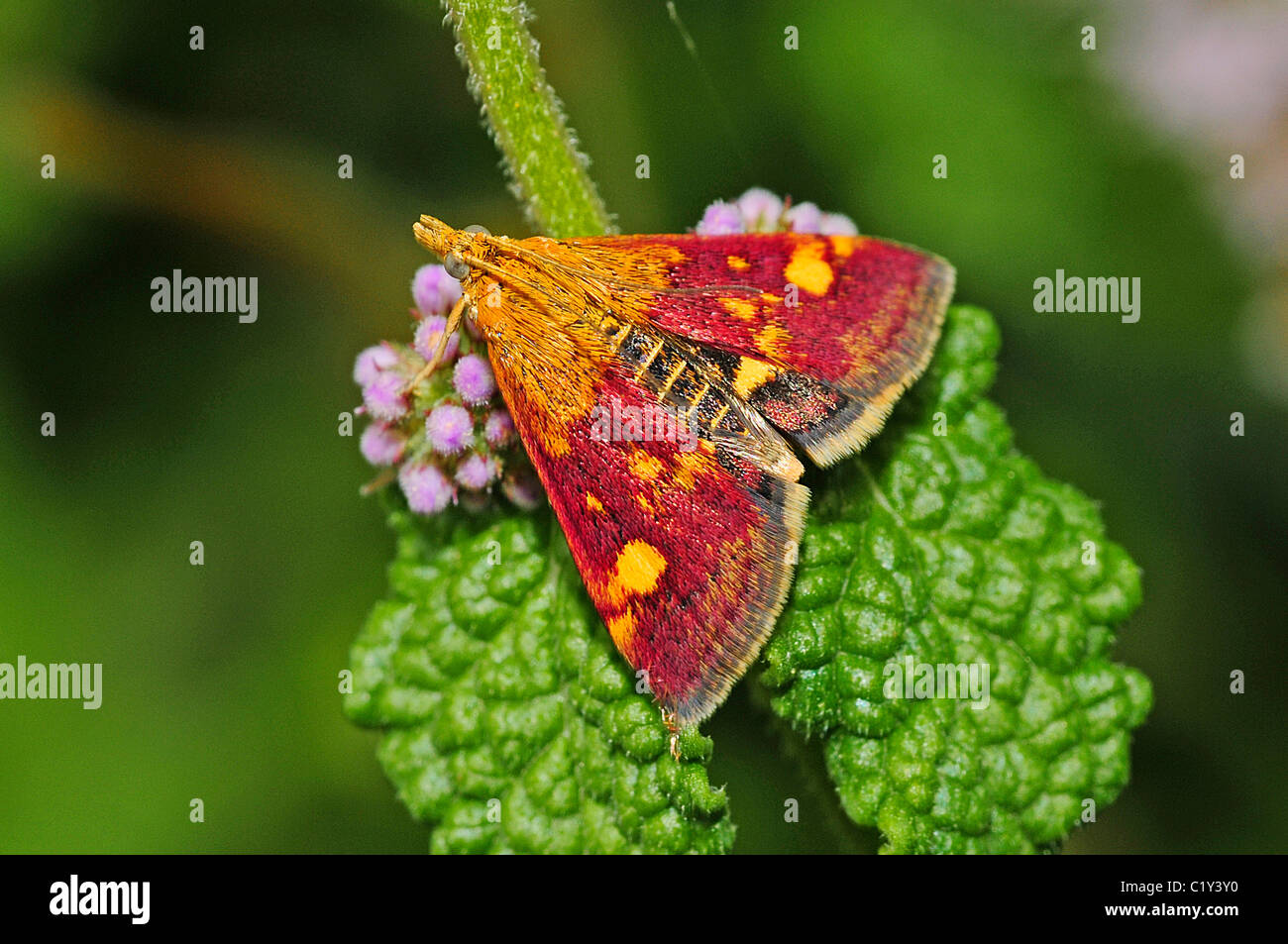 moth / Pyrausta purpuralis Stock Photo - Alamy