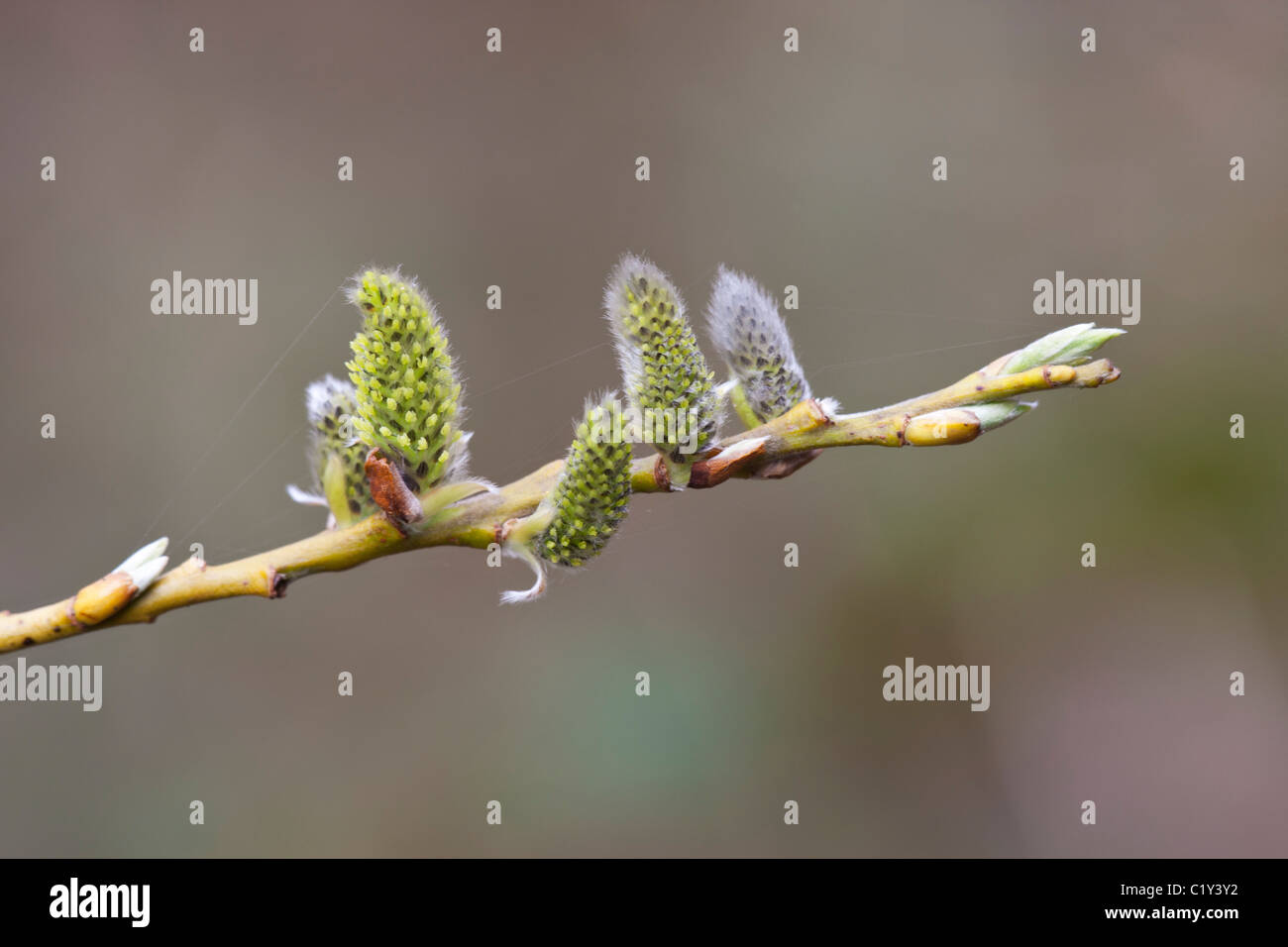 Goat Willow Salix caprea female flowers Stock Photo - Alamy