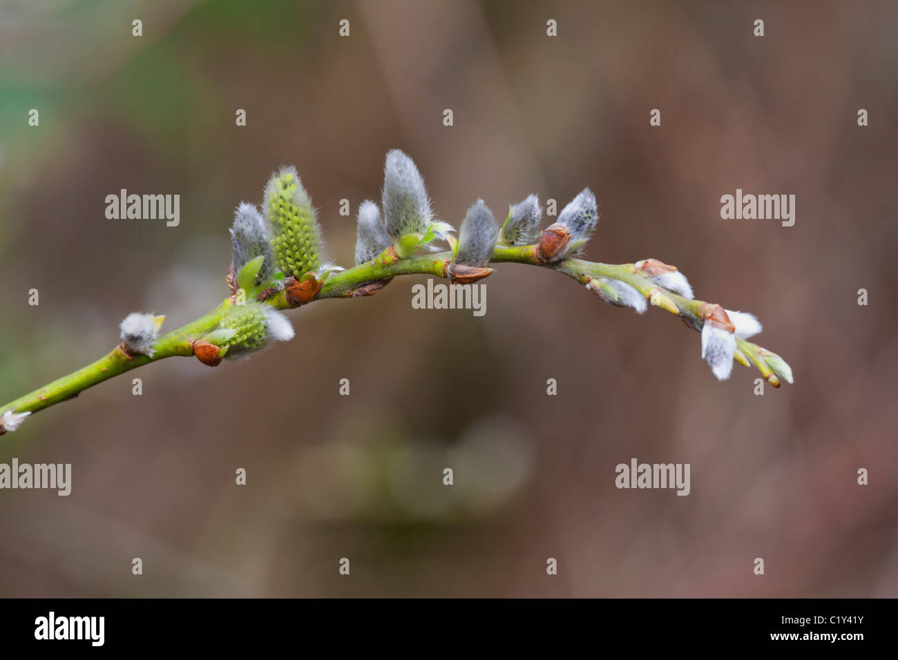 Goat Willow Salix caprea female flowers Stock Photo - Alamy