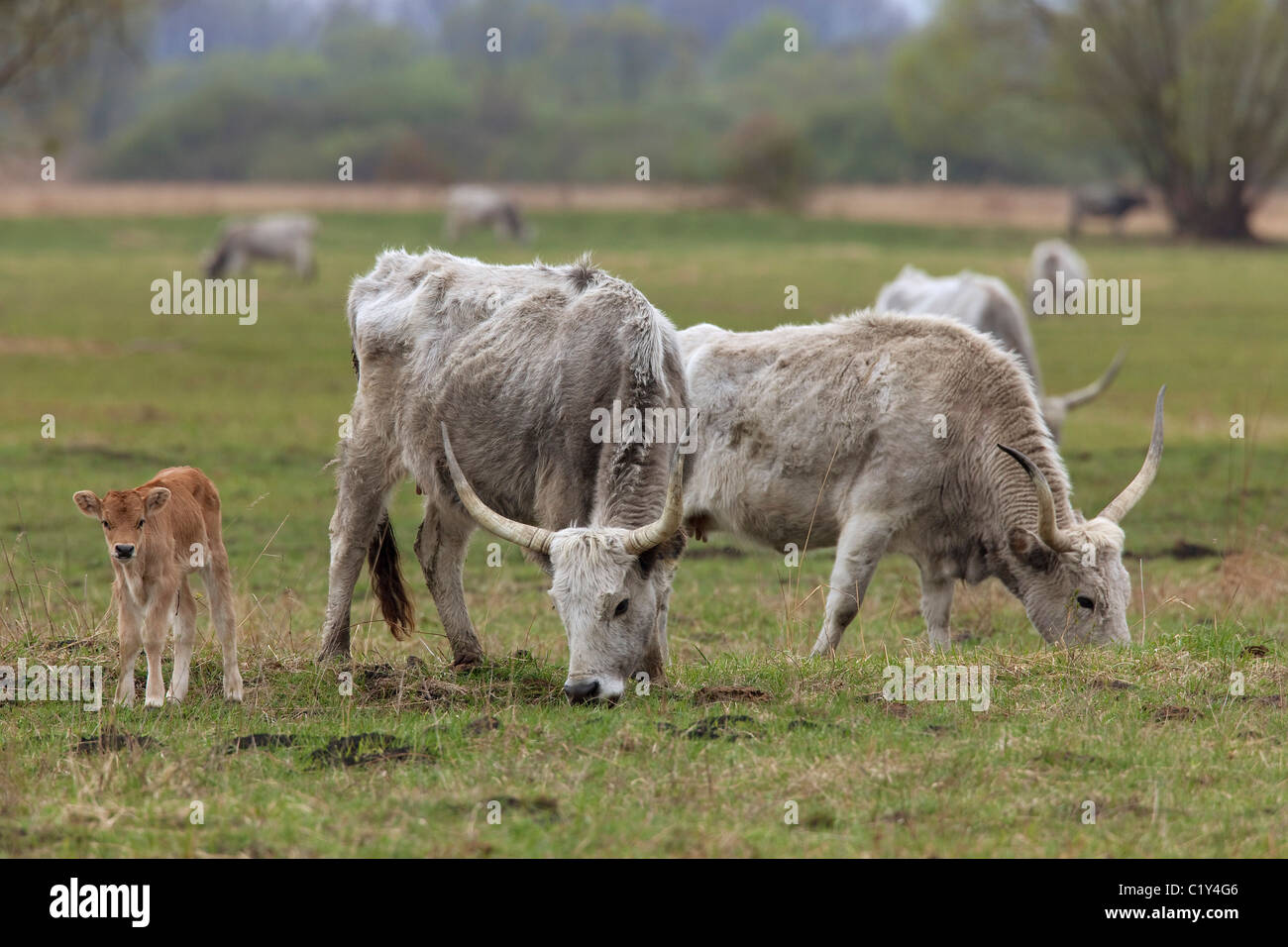 Hungarian Grey cattle and calf on meadow Stock Photo - Alamy