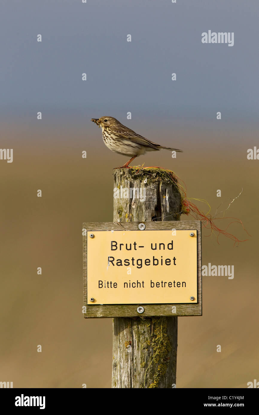 Titlark anthus pratensis hi-res stock photography and images - Alamy