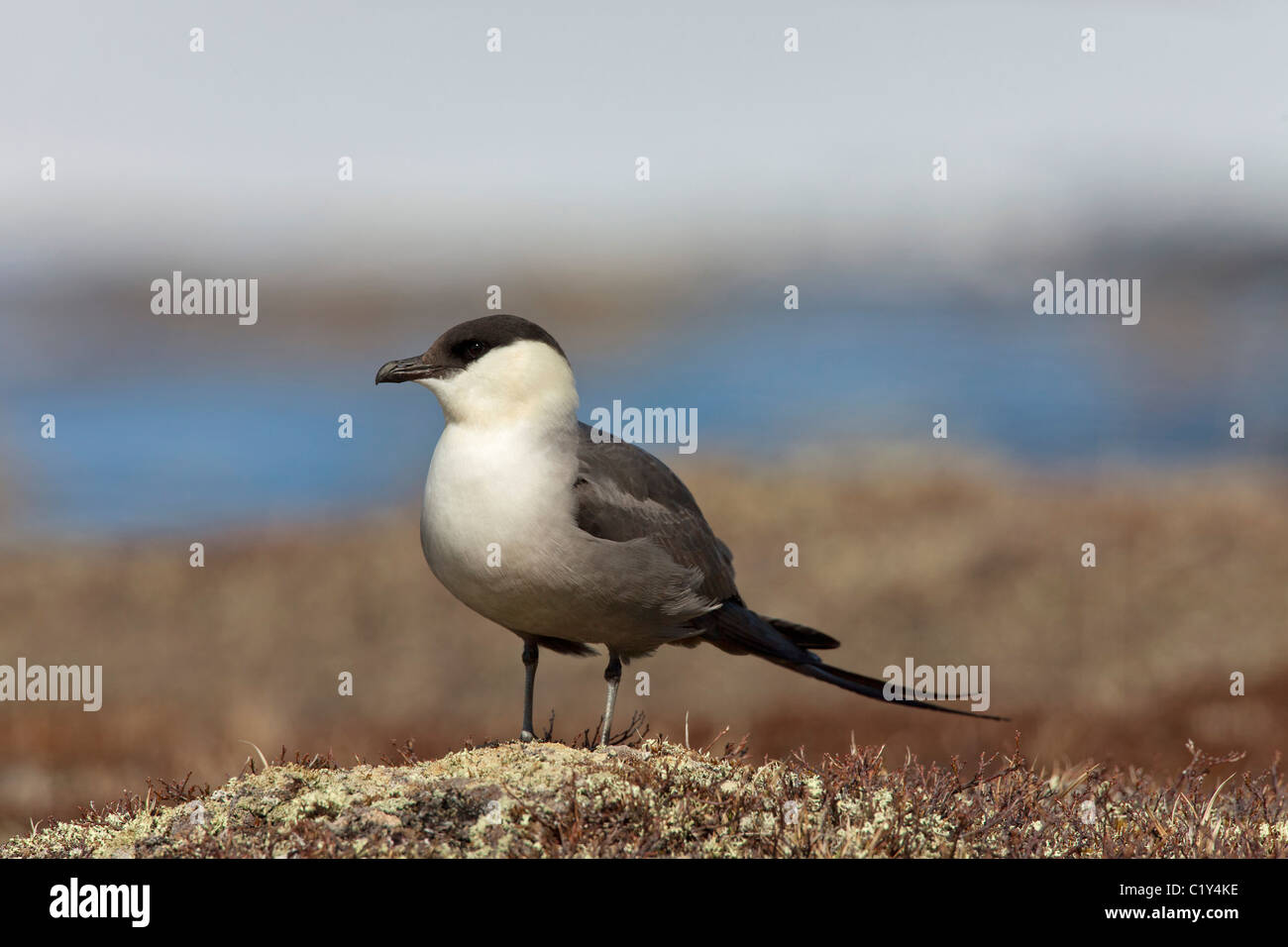 Long-tailed Skua (Stercorarius longicaudus) stadning in tundra Stock ...