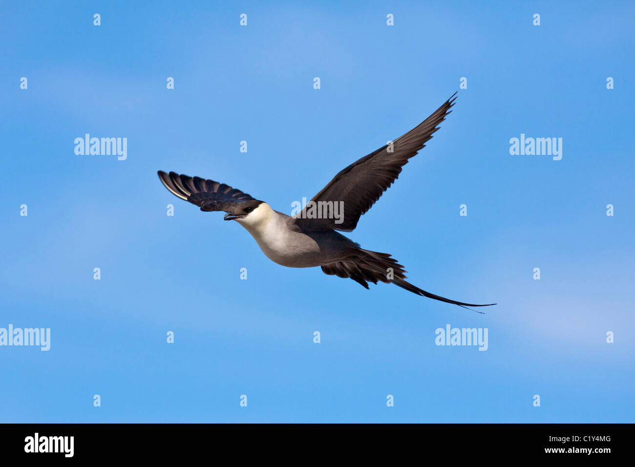 Long tailed skua in flight hi-res stock photography and images - Alamy