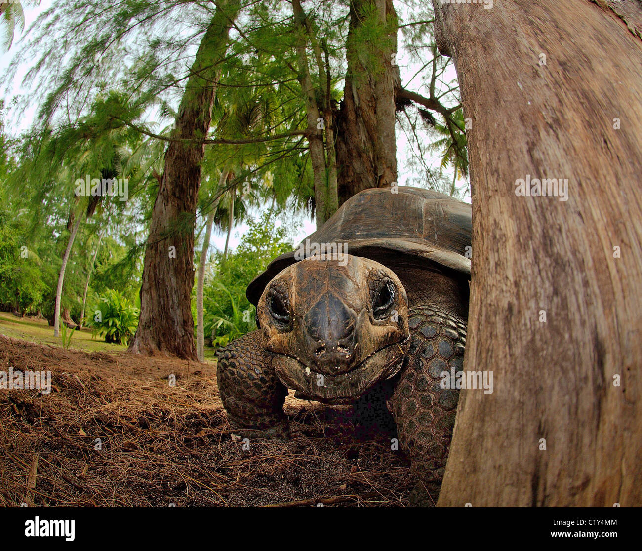 The Abingdon Island Giant Tortoise: What Really Happened to Lonesome ...