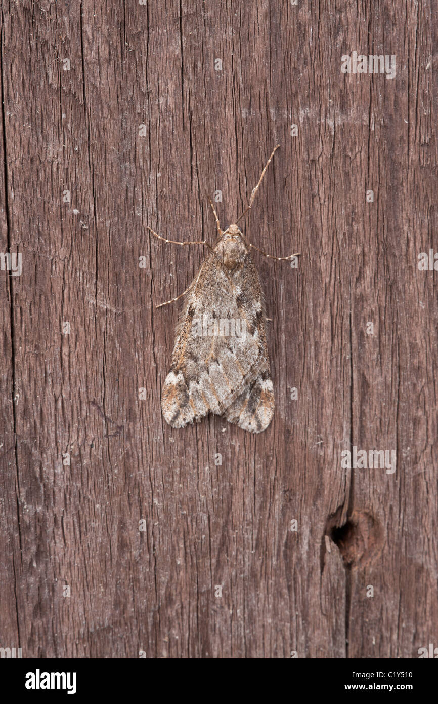 March moth hi-res stock photography and images - Alamy