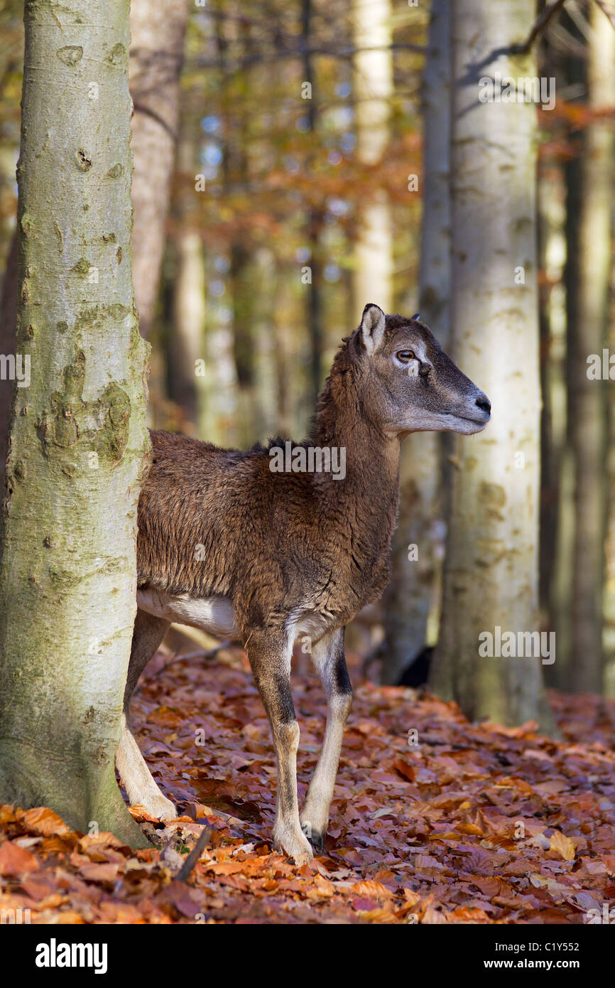 mouflon (female) - standing Stock Photo - Alamy