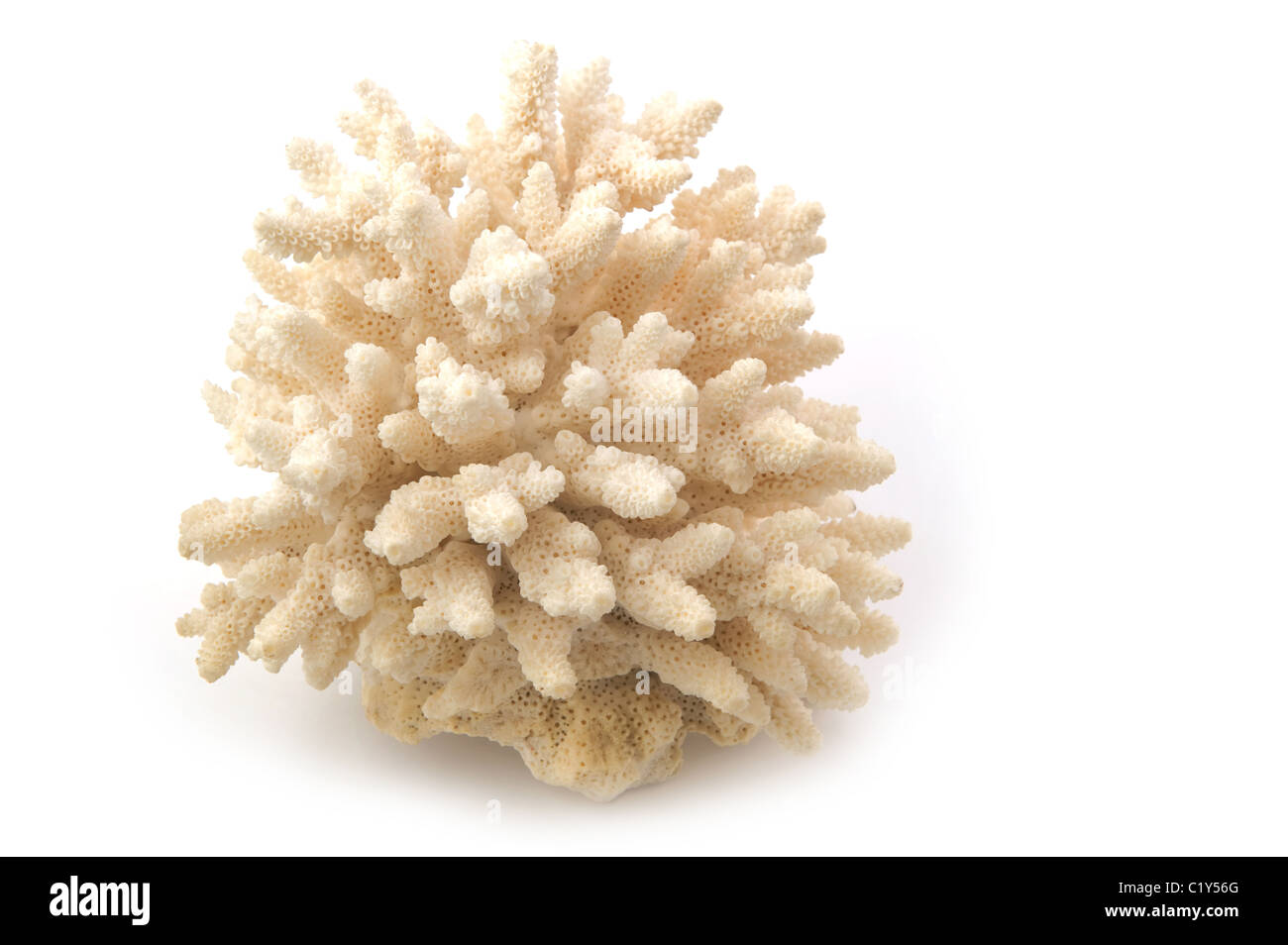 object on white - Coral close up Stock Photo - Alamy