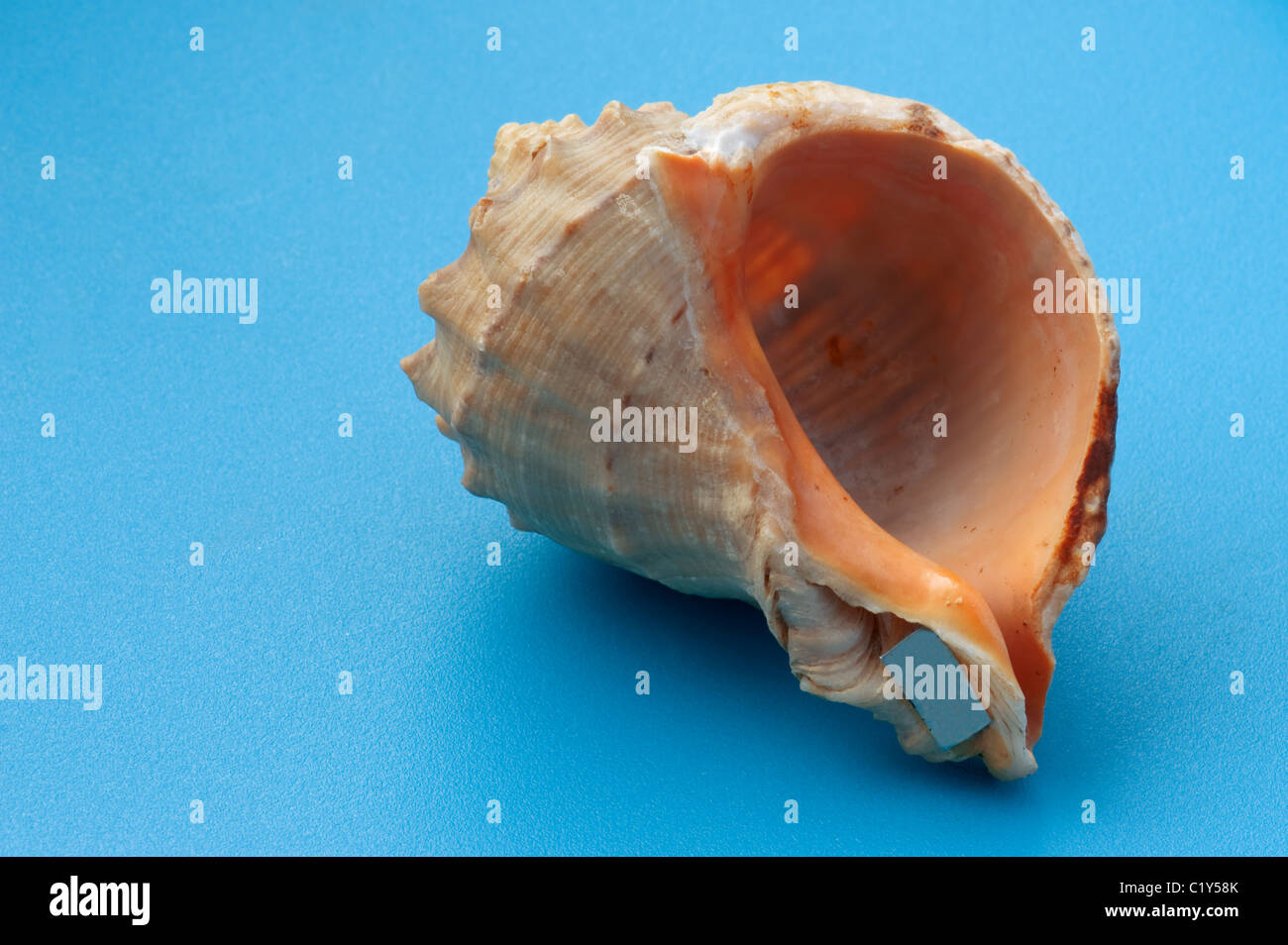 object on blue - seashell close up Stock Photo - Alamy