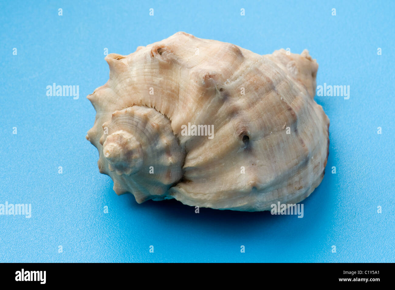 object on blue - seashell close up Stock Photo - Alamy