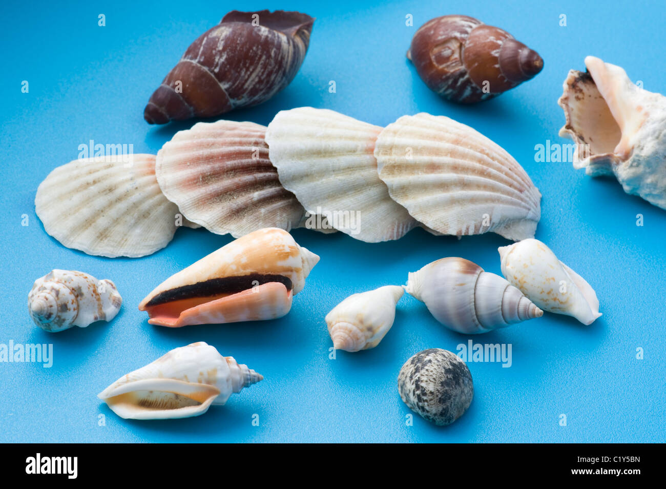 object on blue - seashell close up Stock Photo - Alamy
