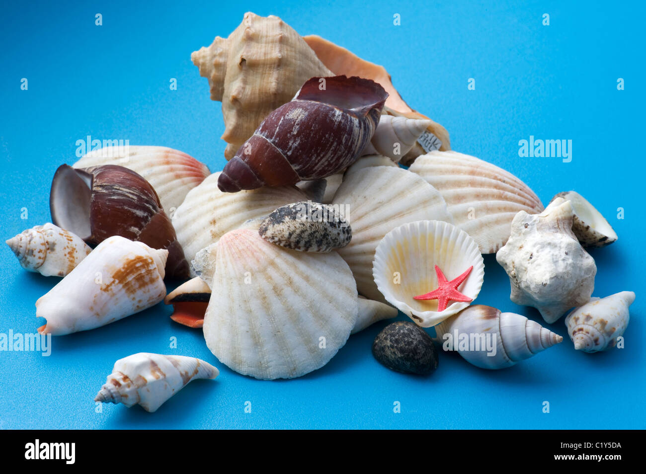 object on blue - seashell close up Stock Photo - Alamy