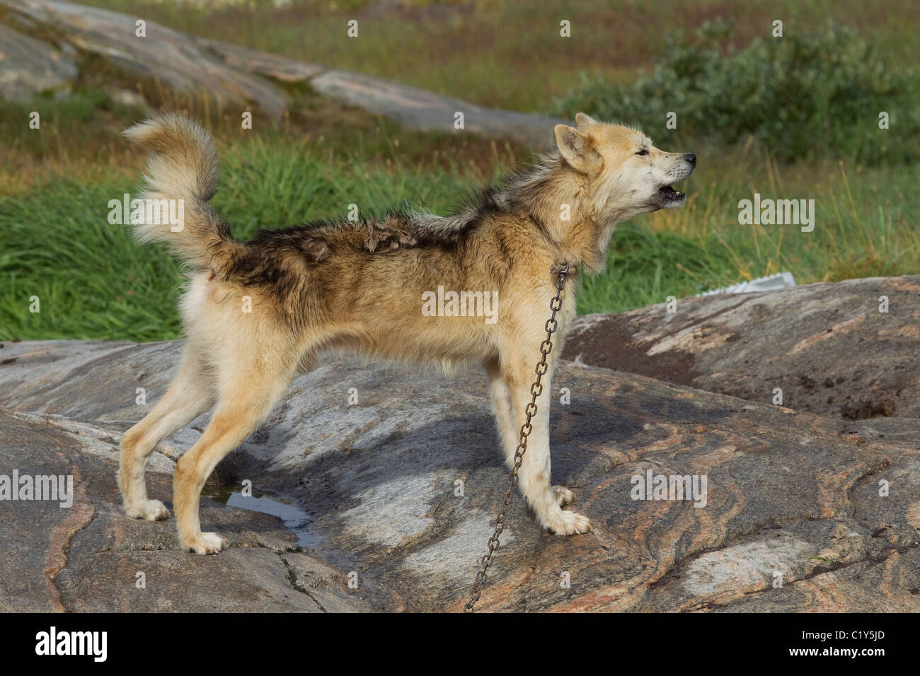 Greenland Dog. Dog on a chain, barking Stock Photo - Alamy