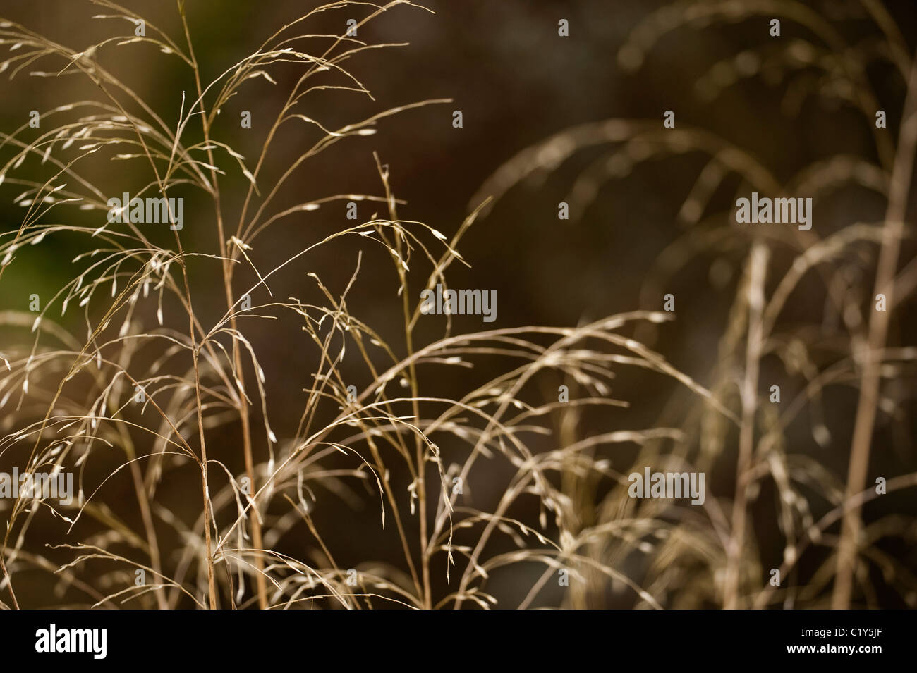 Tussock flower hi-res stock photography and images - Alamy