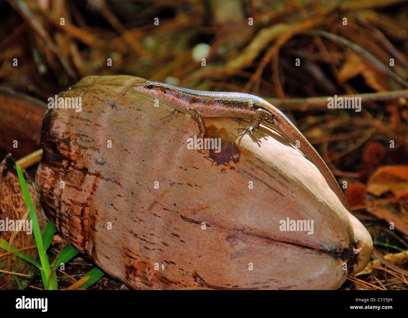 Indian geckos hi-res stock photography and images - Alamy