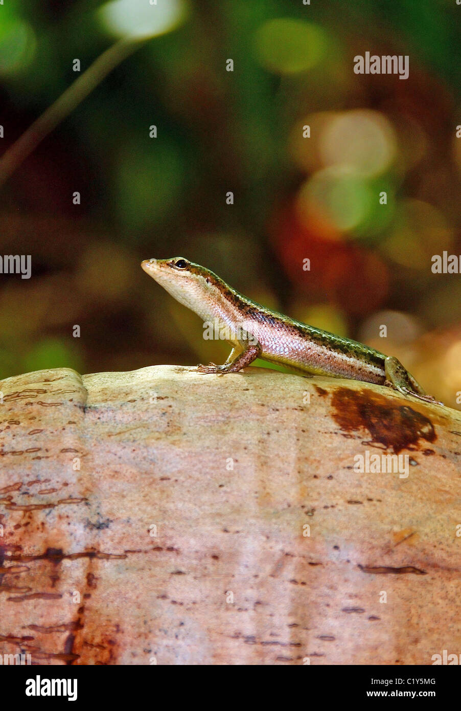 Geckos of the world hi-res stock photography and images - Alamy