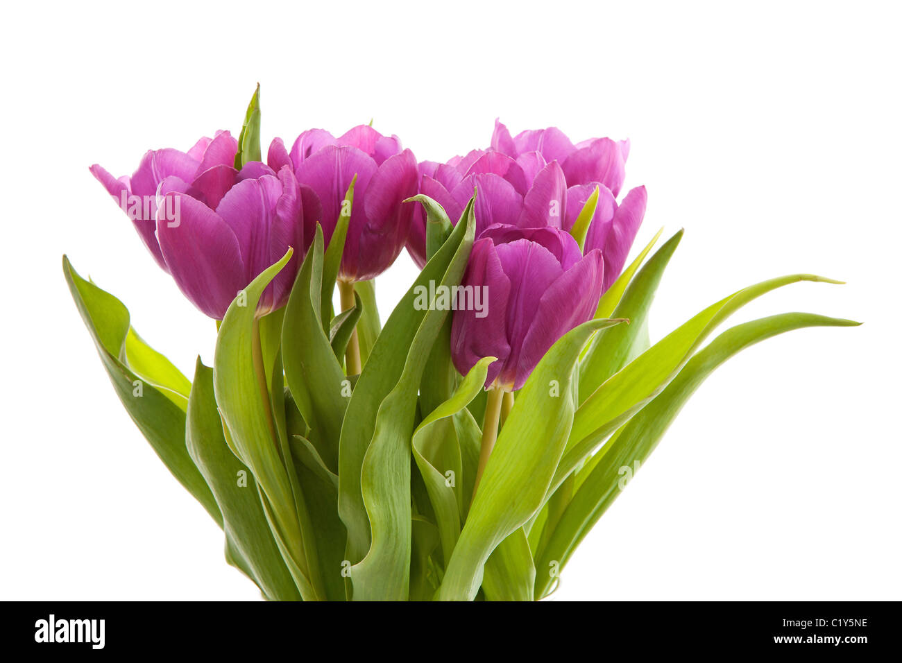 Netherlands isolated hi-res stock photography and images - Alamy