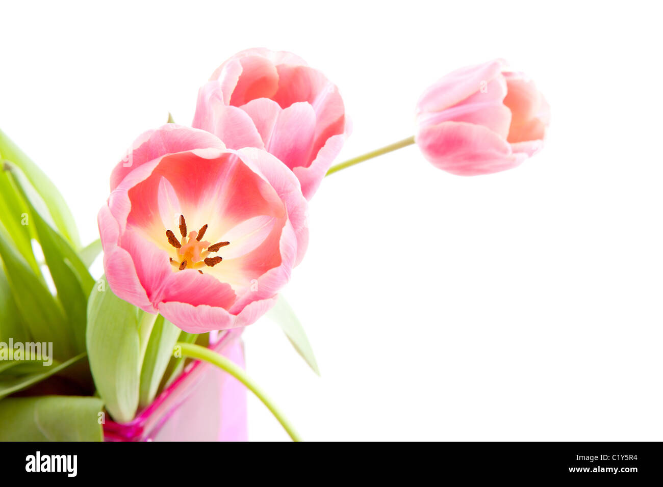 Dutch pink hi-res stock photography and images - Alamy