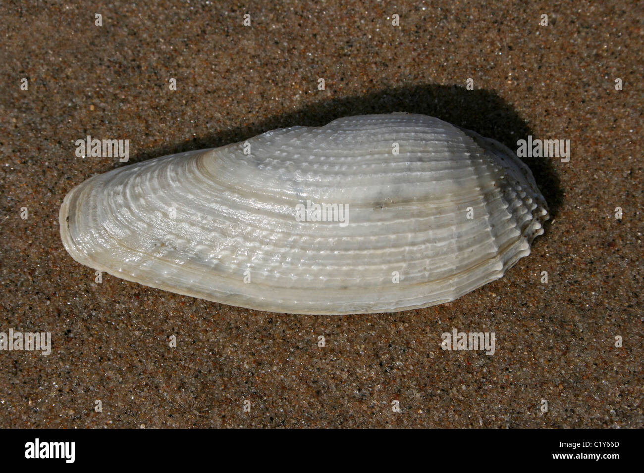 Piddock shell uk hi-res stock photography and images - Alamy
