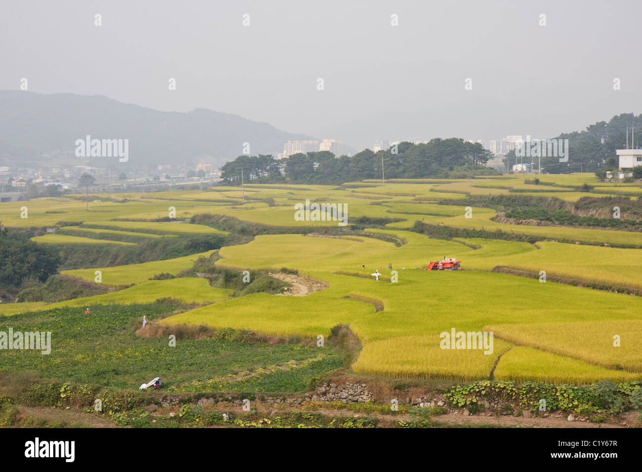 Terraced rice fields, Yangsan, South Korea Stock Photo - Alamy
