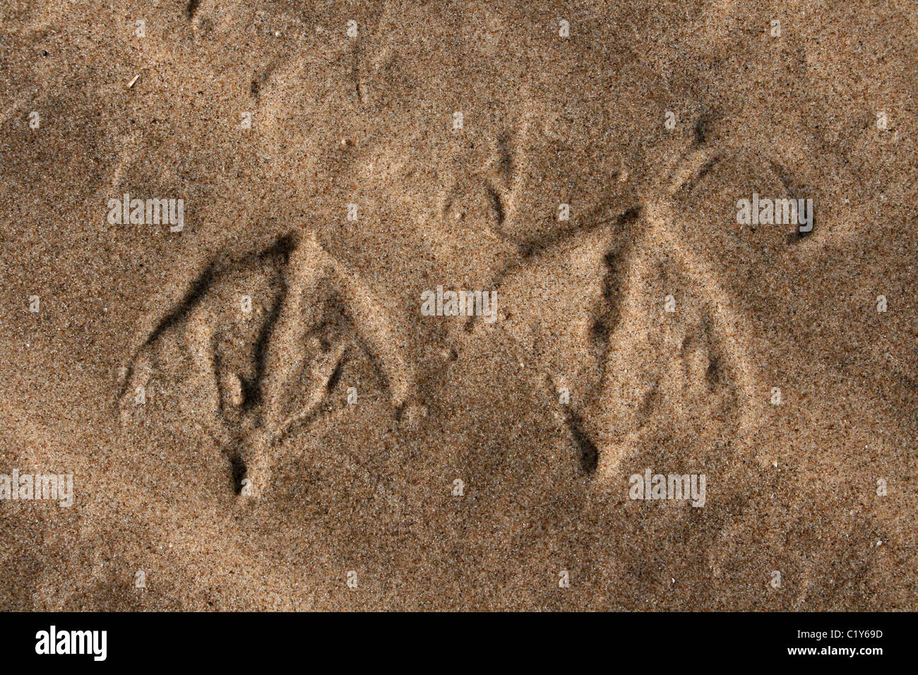 Seagull feet hi-res stock photography and images - Alamy