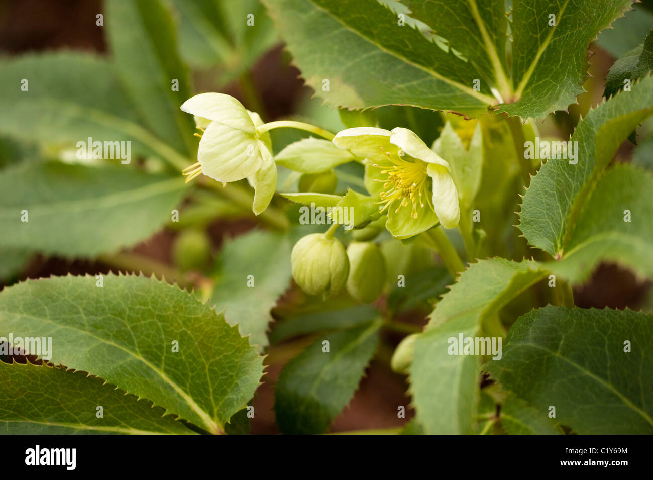 Helleborus lividus ssp corsicus hi-res stock photography and images - Alamy