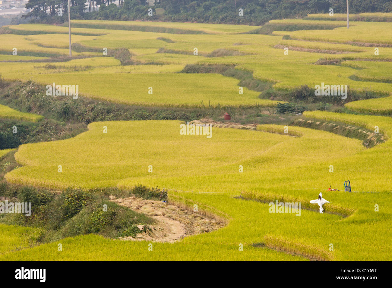 South korea rice field hi-res stock photography and images - Alamy