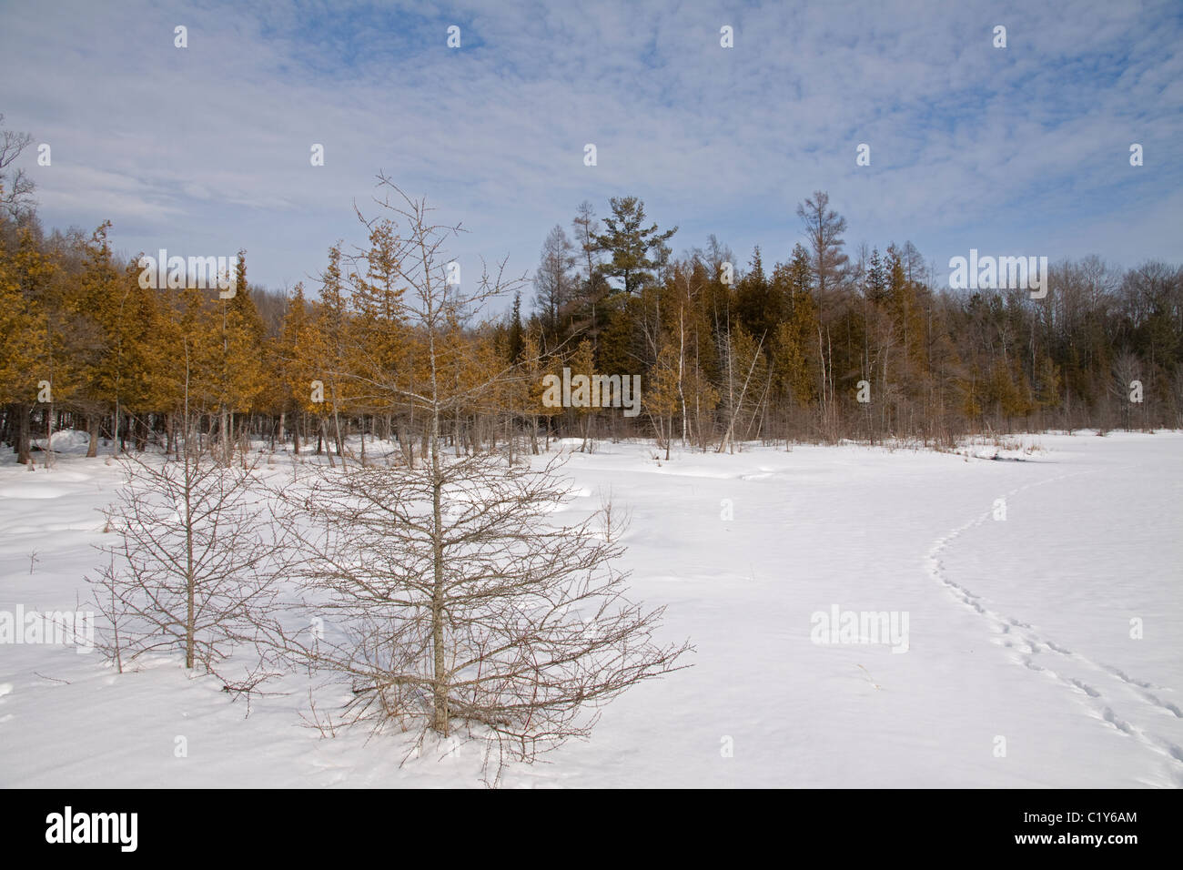 Deer browse line in Tamarack Larix laricina Eastern White Cedar Thuja ...