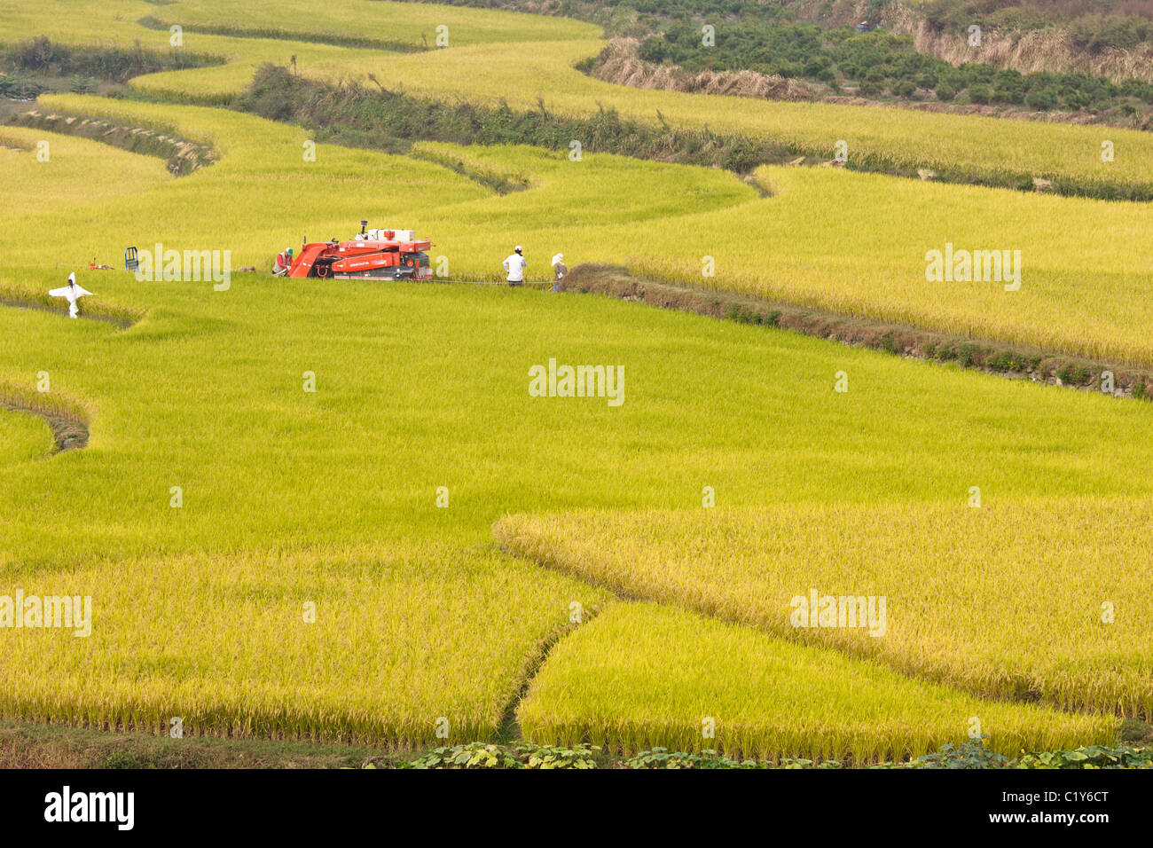 Rice field korean hi-res stock photography and images - Alamy