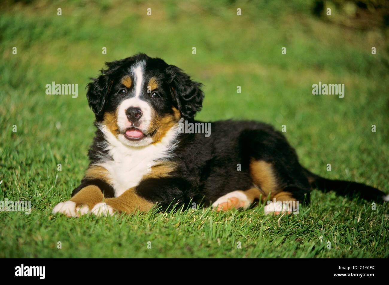 Bernese mountain dog lying on meadow hi-res stock photography and ...