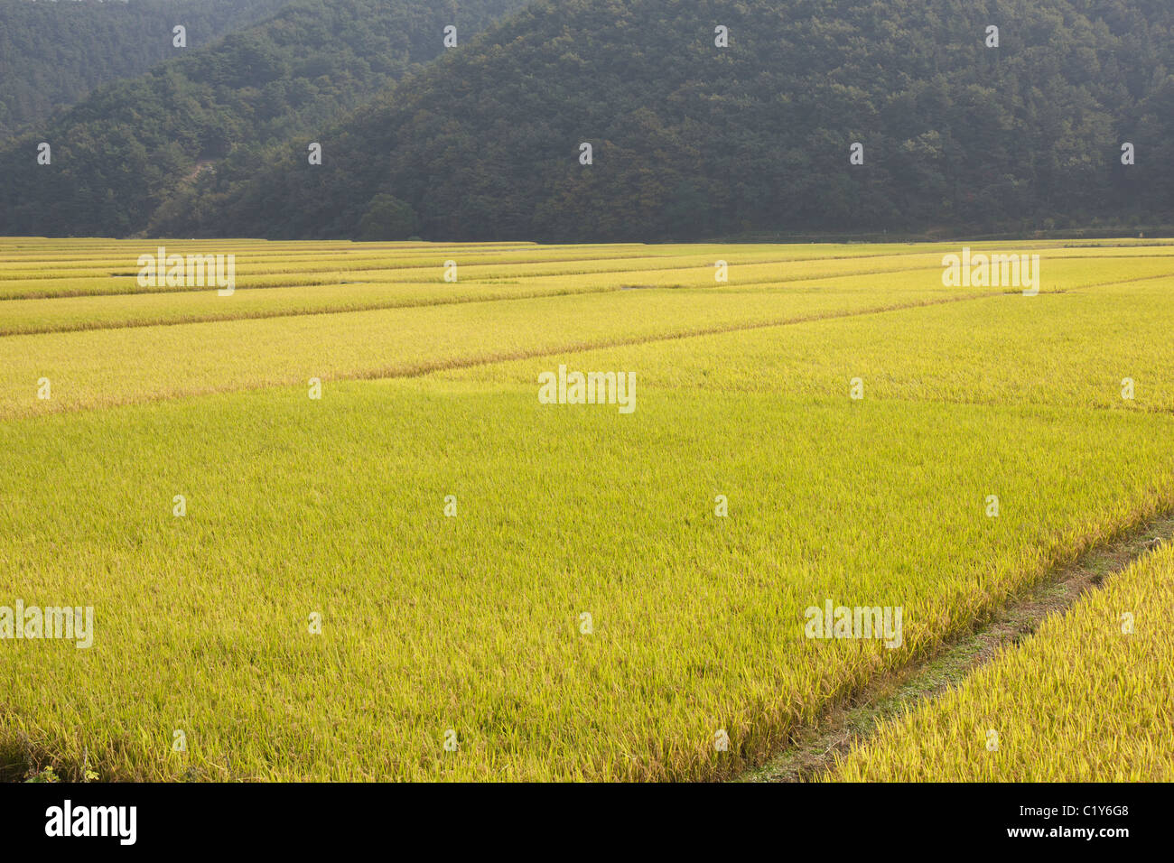 Ripening rice fields, South Korea Stock Photo - Alamy