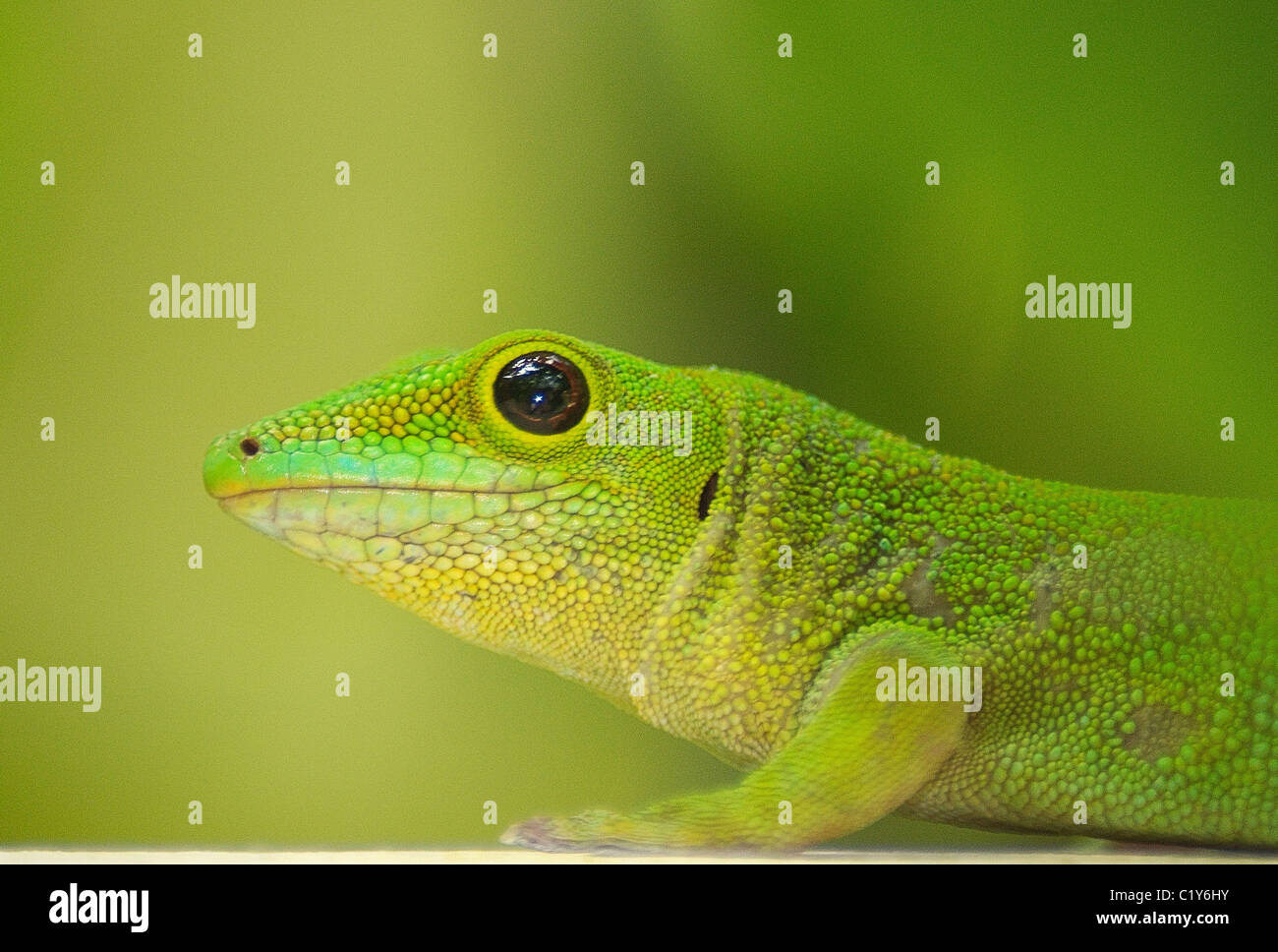 Seychelles nut hi-res stock photography and images - Alamy