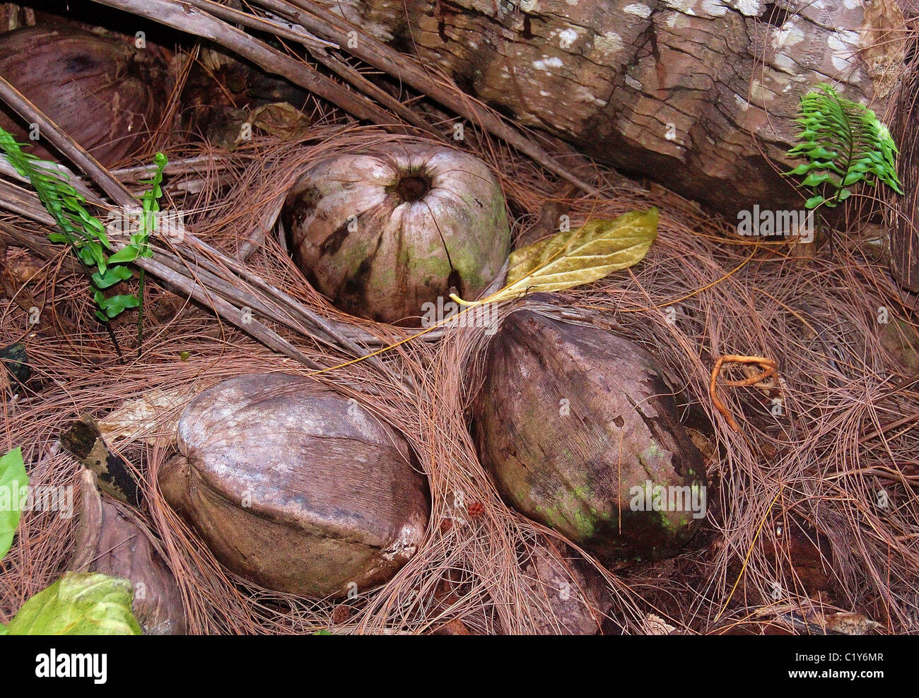 Seychelles nut hi-res stock photography and images - Alamy